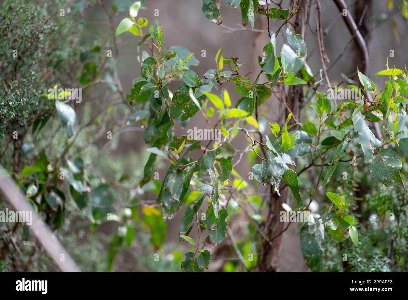 coastal native australian plants by the beach in spring Stock Photo - Alamy