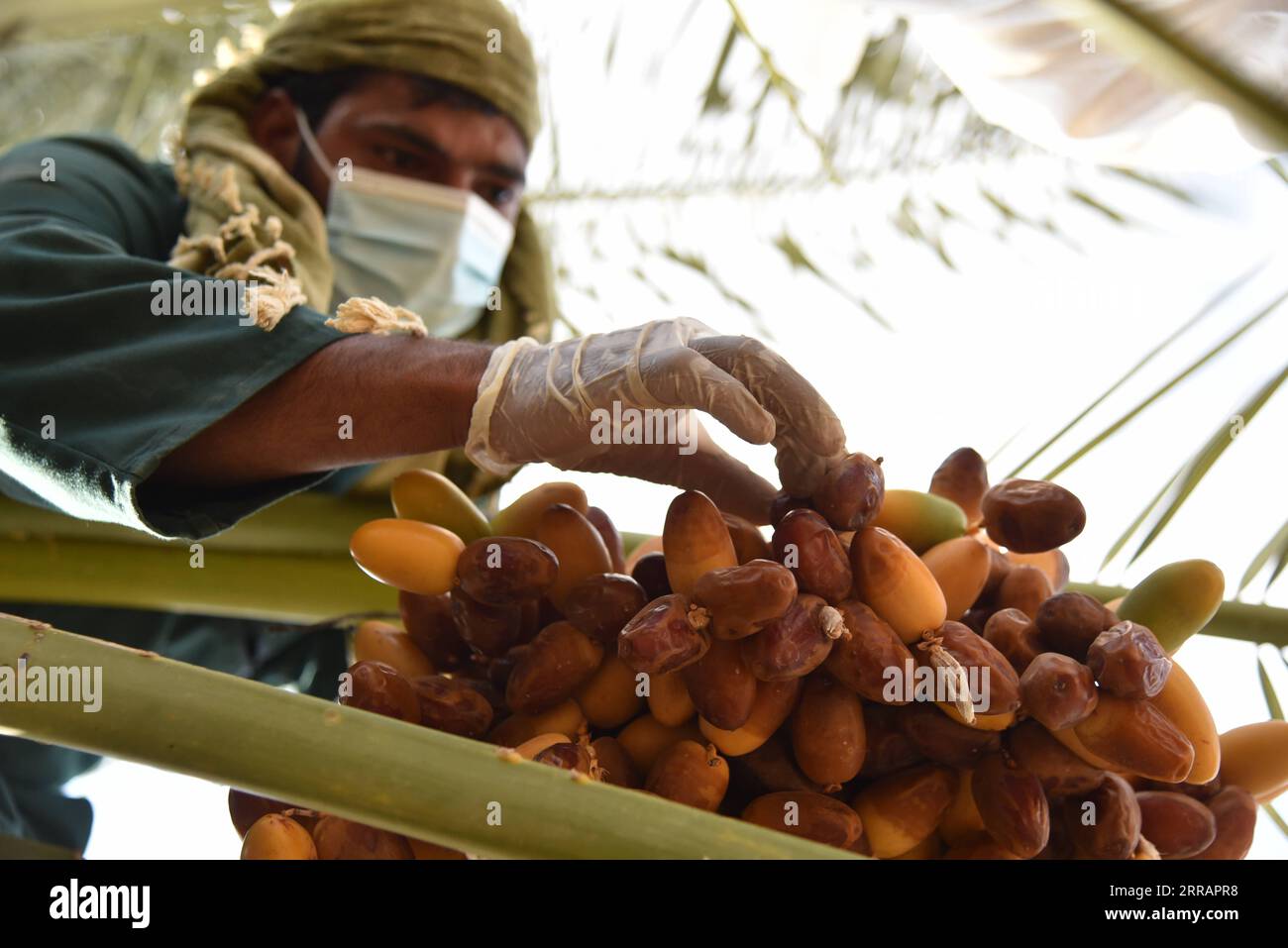 Saudi arabia date palm farm hi-res stock photography and images - Alamy