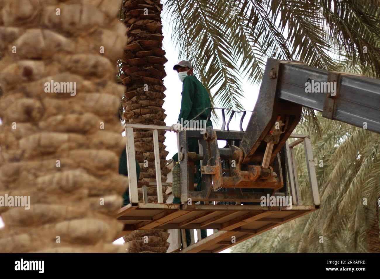 210813 -- RIYADH, Aug. 13, 2021 -- A worker picks dates at an organic ...