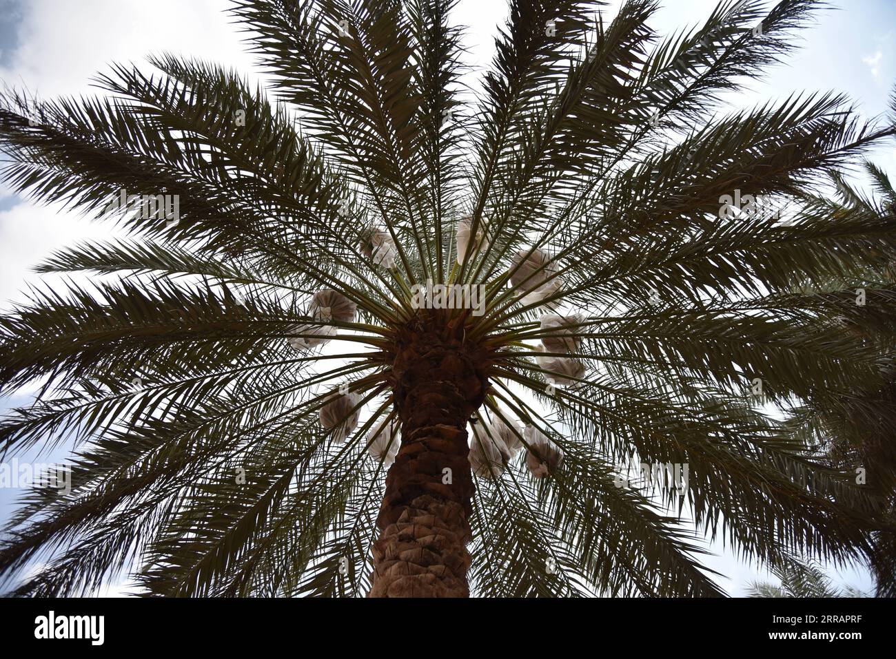 Saudi arabia date palm farm hi-res stock photography and images - Alamy