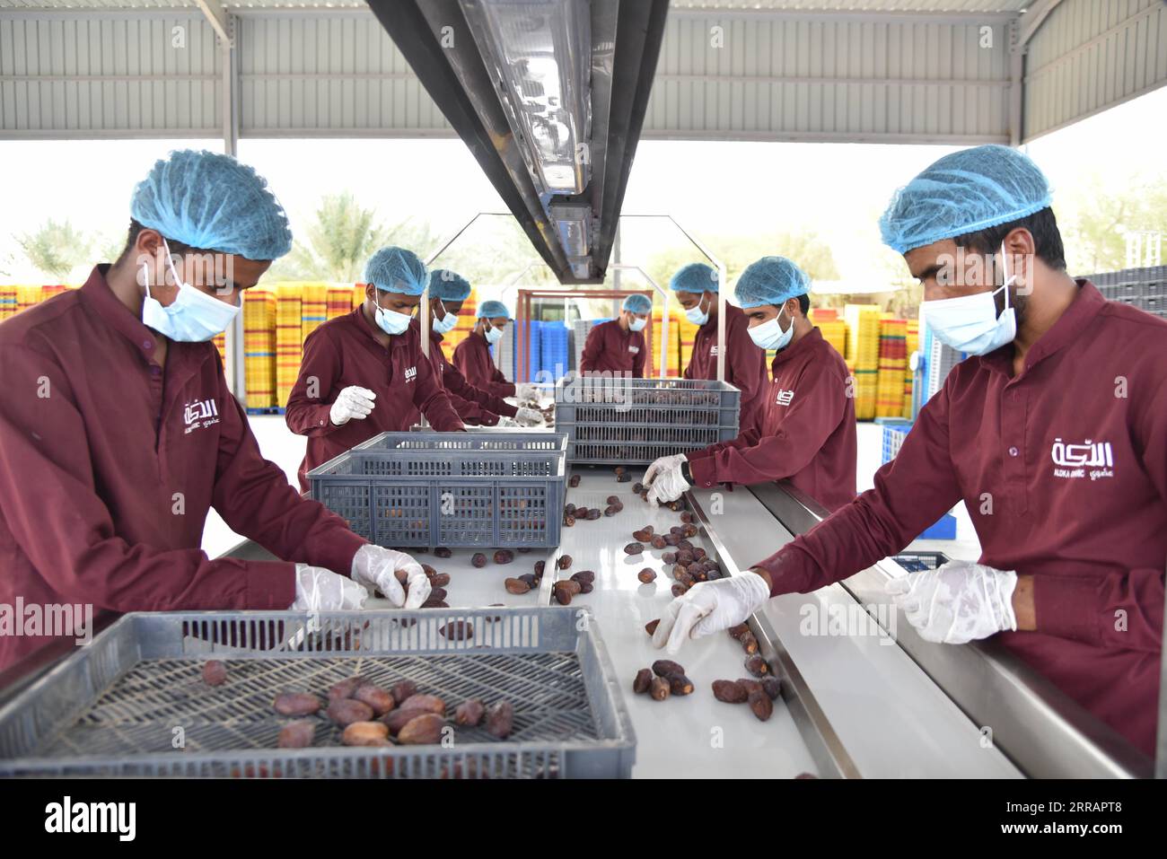 210813 -- RIYADH, Aug. 13, 2021 -- Workers process dates at an organic ...
