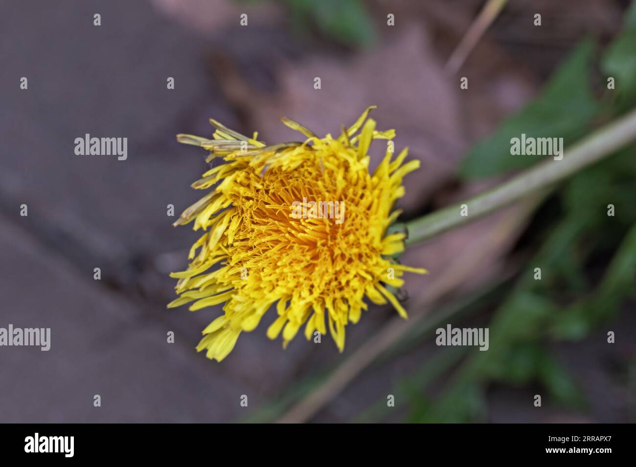 Real life texture hi-res stock photography and images - Alamy