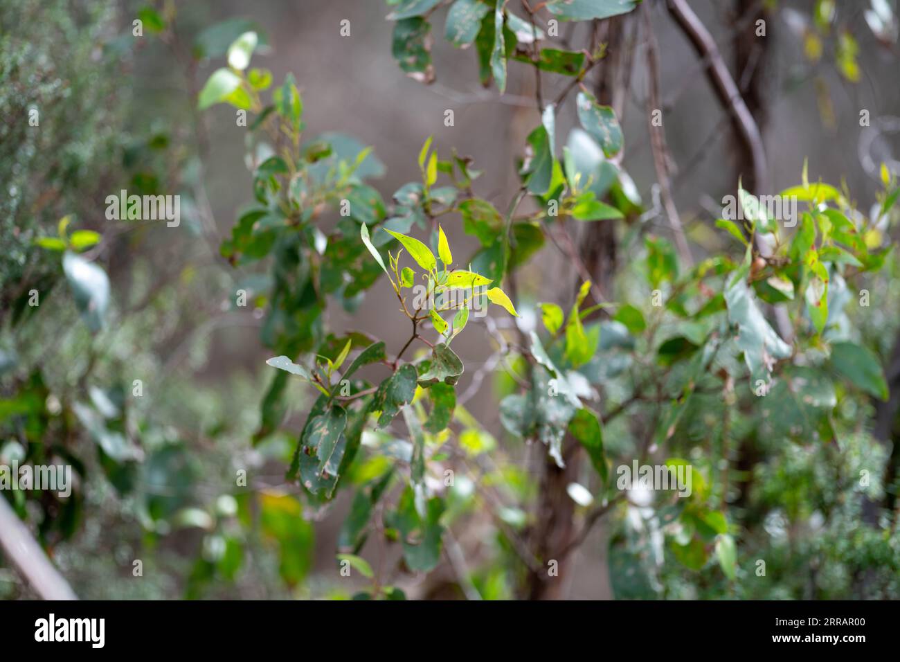 coastal native australian plants by the beach in spring Stock Photo - Alamy