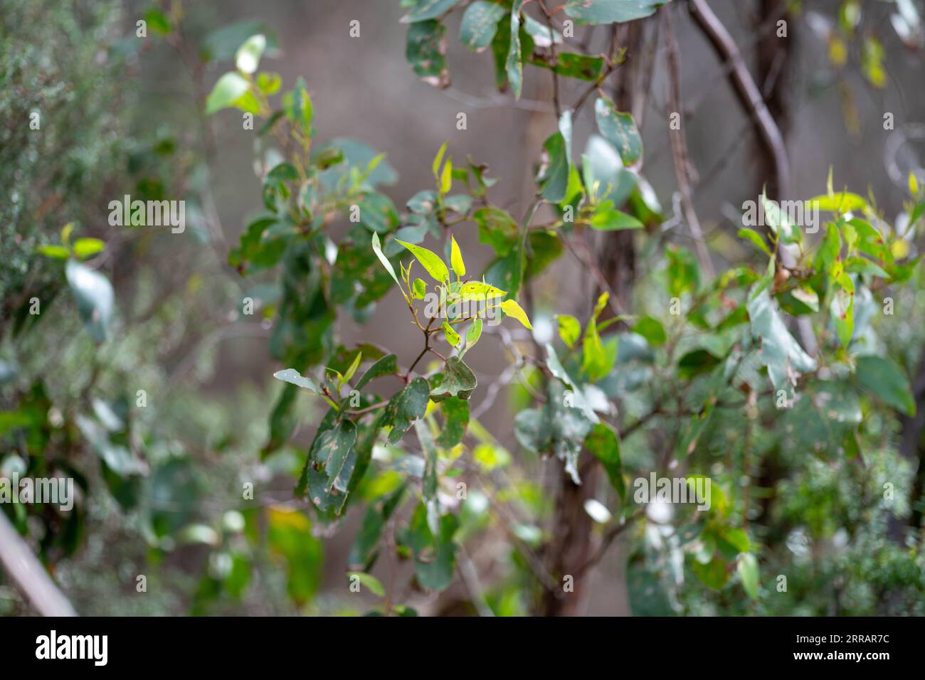 coastal native australian plants by the beach in spring Stock Photo - Alamy