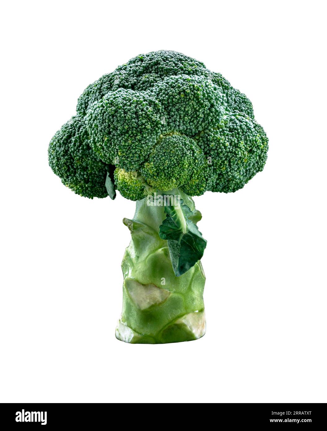 Fresh Green Color Broccoli isolated on white background with clipping ...