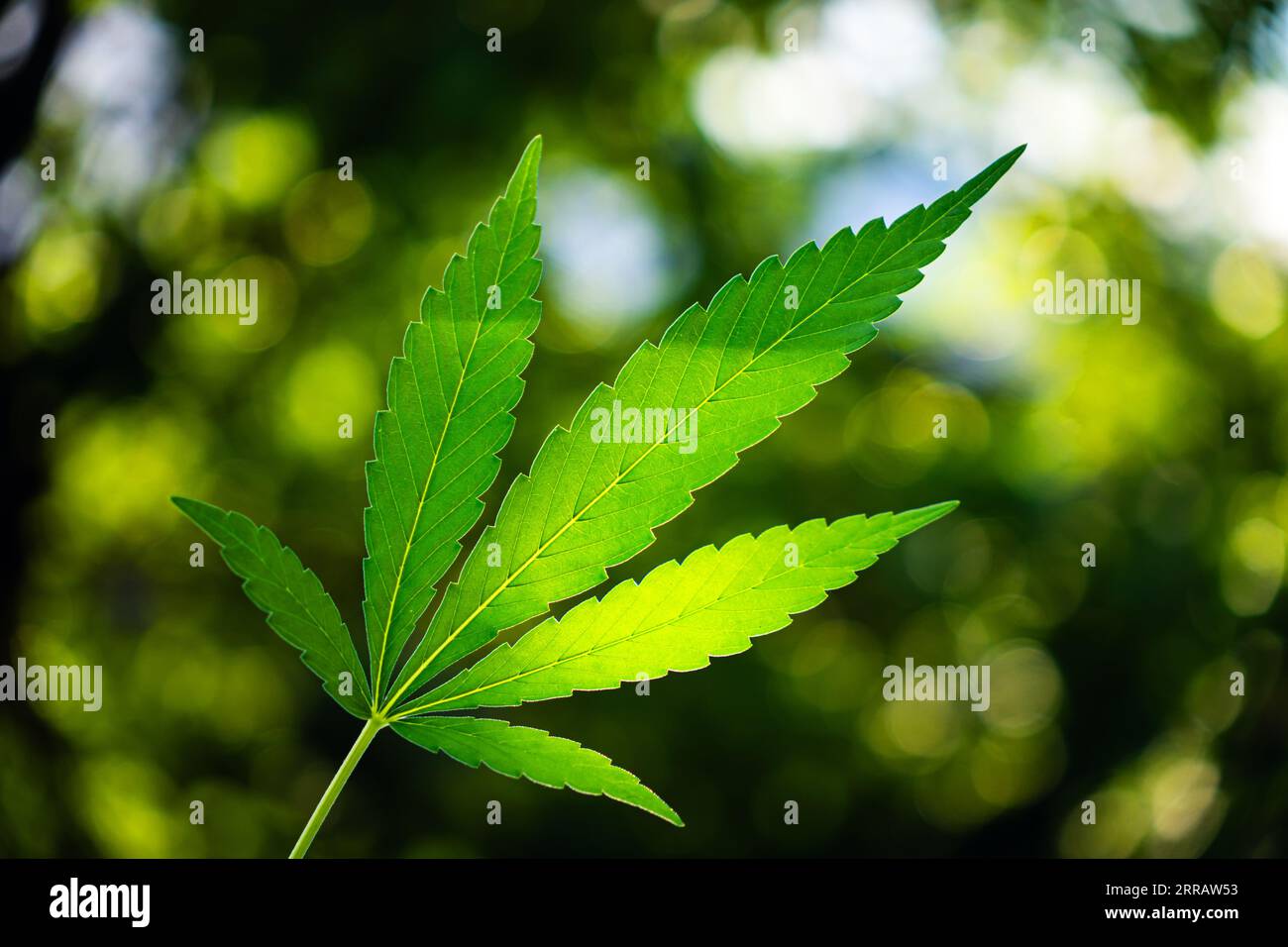 Topical garden sun hi-res stock photography and images - Alamy