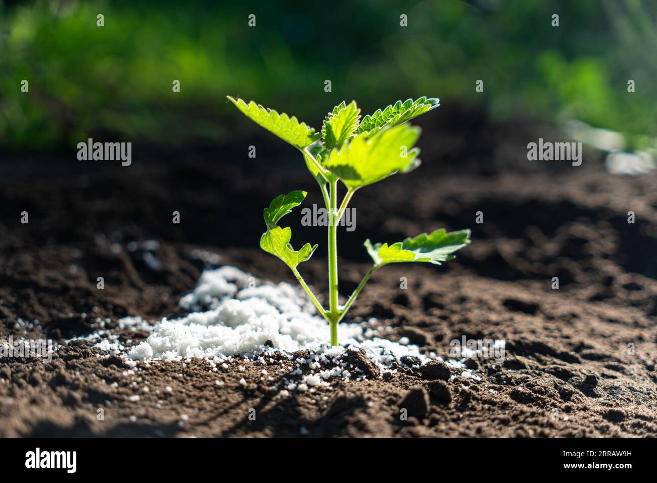 Small plant that grow on fertile soil in nature and in the morning ...