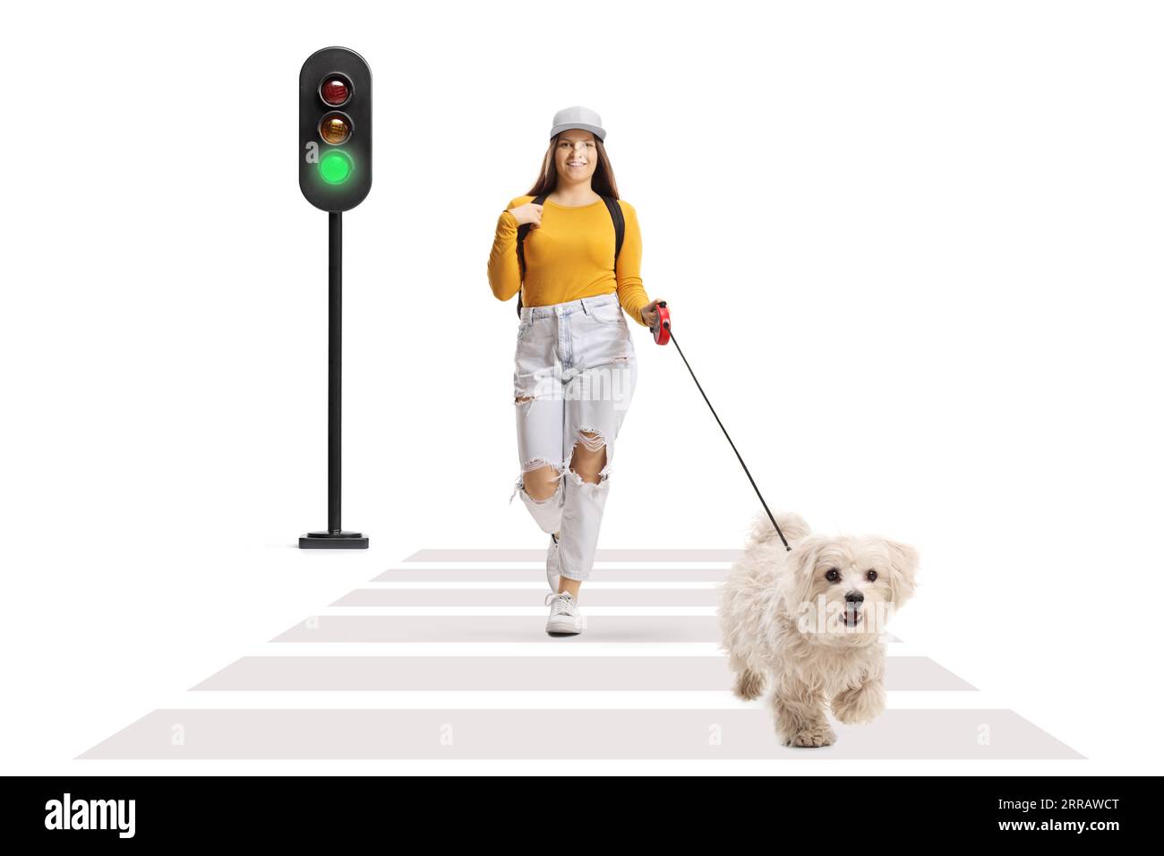 Young female crossing street with a maltese poodle dog on a lead ...