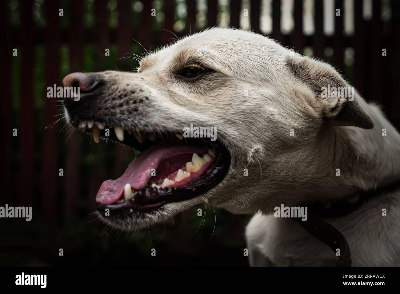 Aggressive dog shows dangerous teeth. German sheperd attack. Head ...