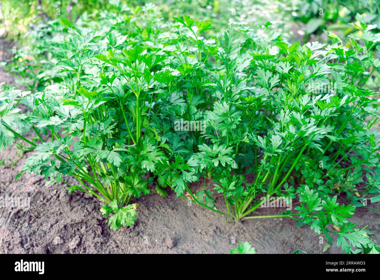 Young organic parsley grows hi-res stock photography and images - Alamy