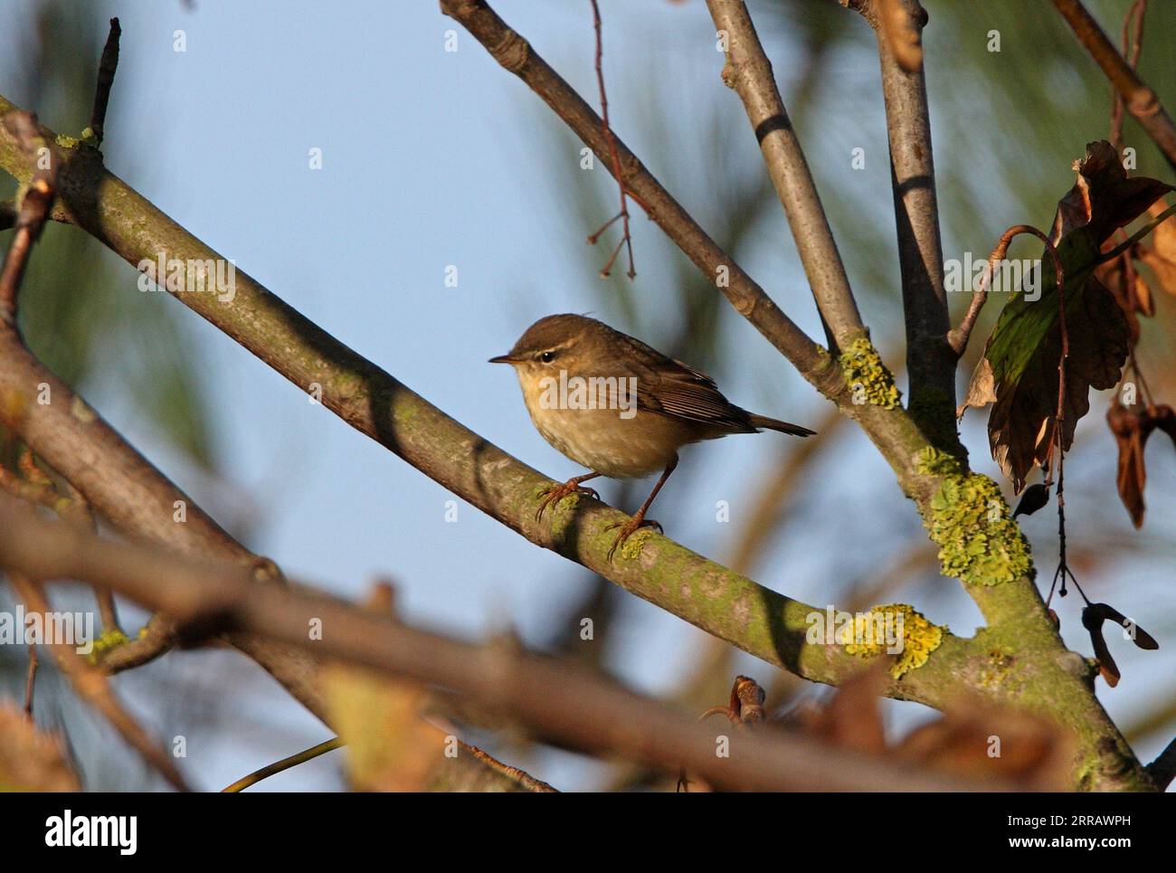 Sycamore tree bird hi-res stock photography and images - Alamy