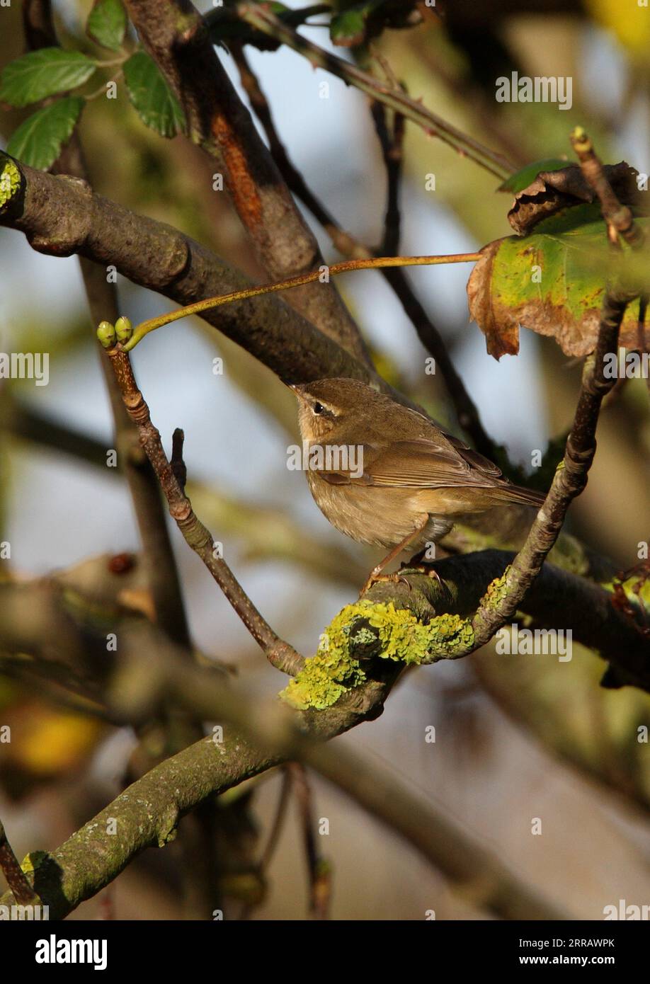 Dusky Warbler (Phylloscopus fuscatus) perched in sycamore tree Sea ...