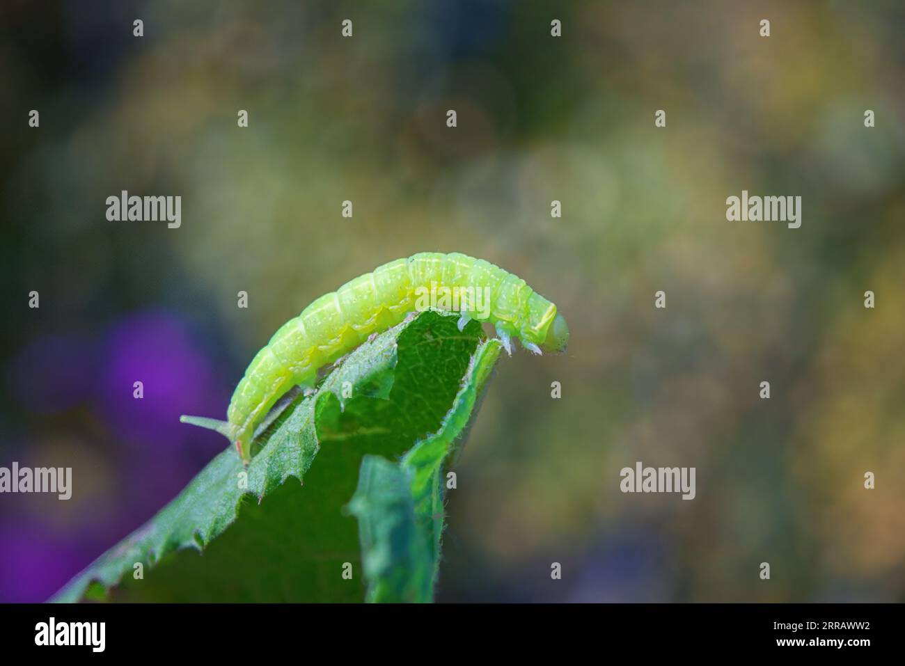 Closeup of a caterpillar or larva of a angle shades moth (Phlogophora ...