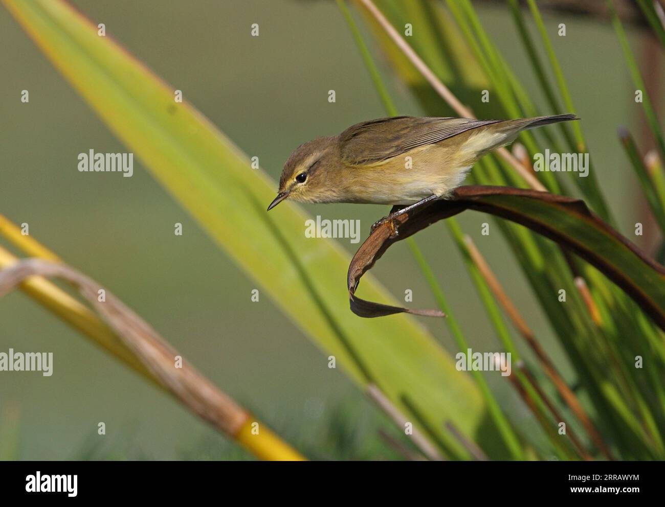 Eurasian Chiffchaff (Phylloscopus collybita) migrant perched on dead ...