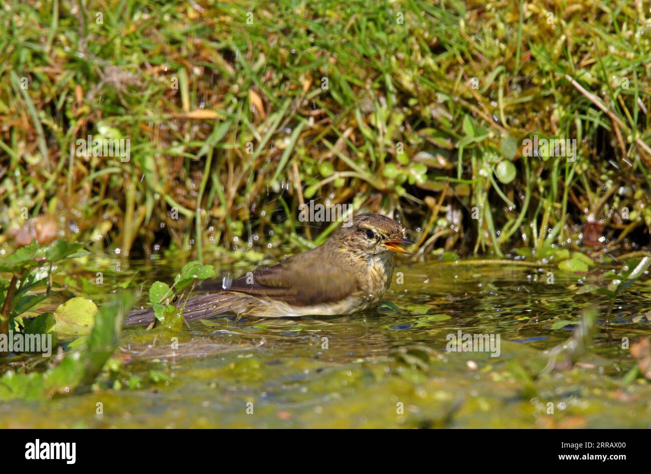 Eurasian Chiffchaff (Phylloscopus collybita) adult bathing in pond ...