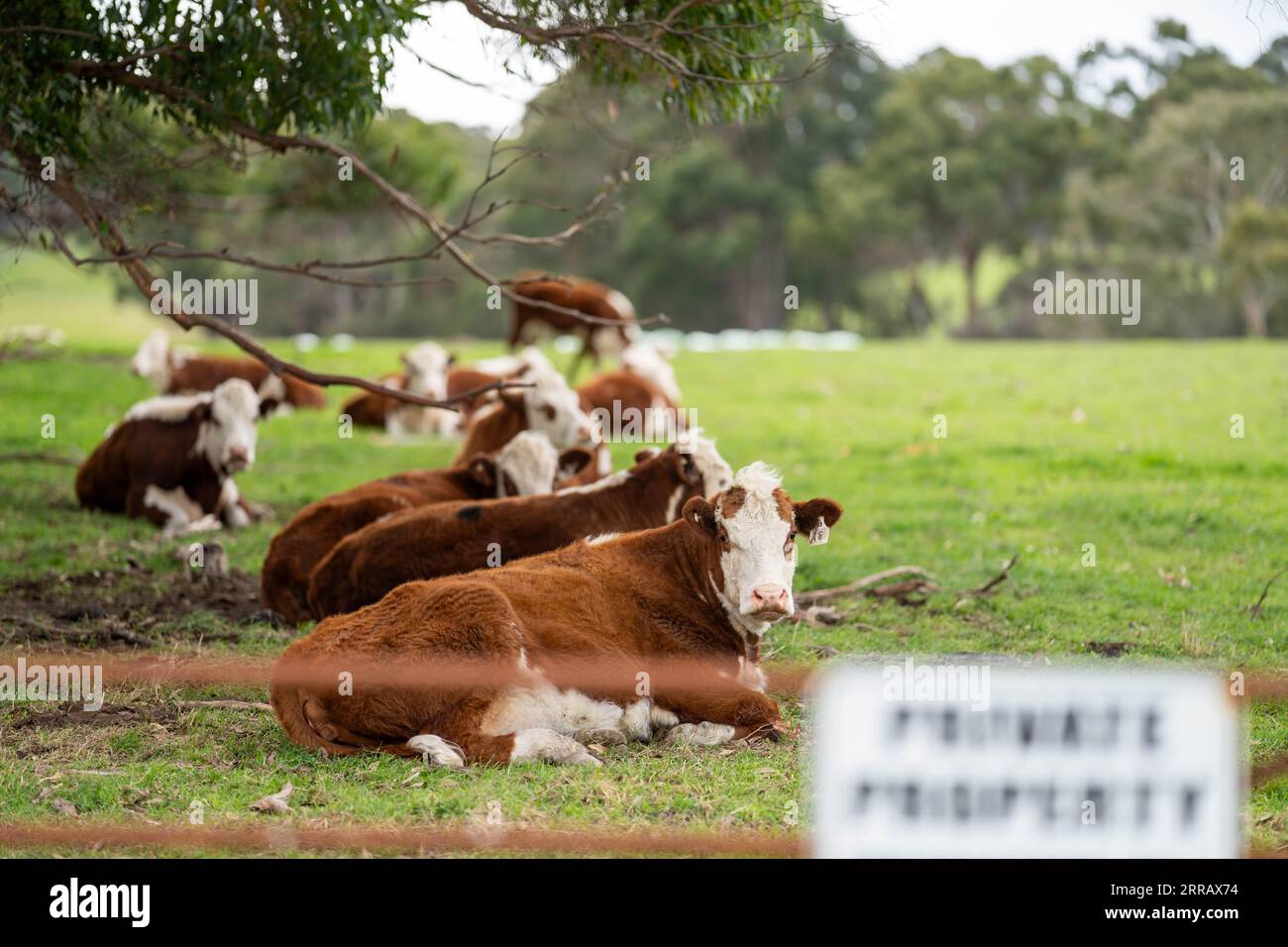Hereford bull in paddock hi-res stock photography and images - Alamy