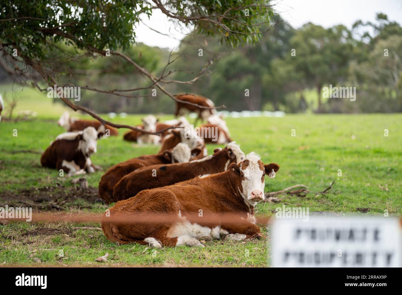 Stud Beef bulls, cows and calves grazing on grass in a field, in ...