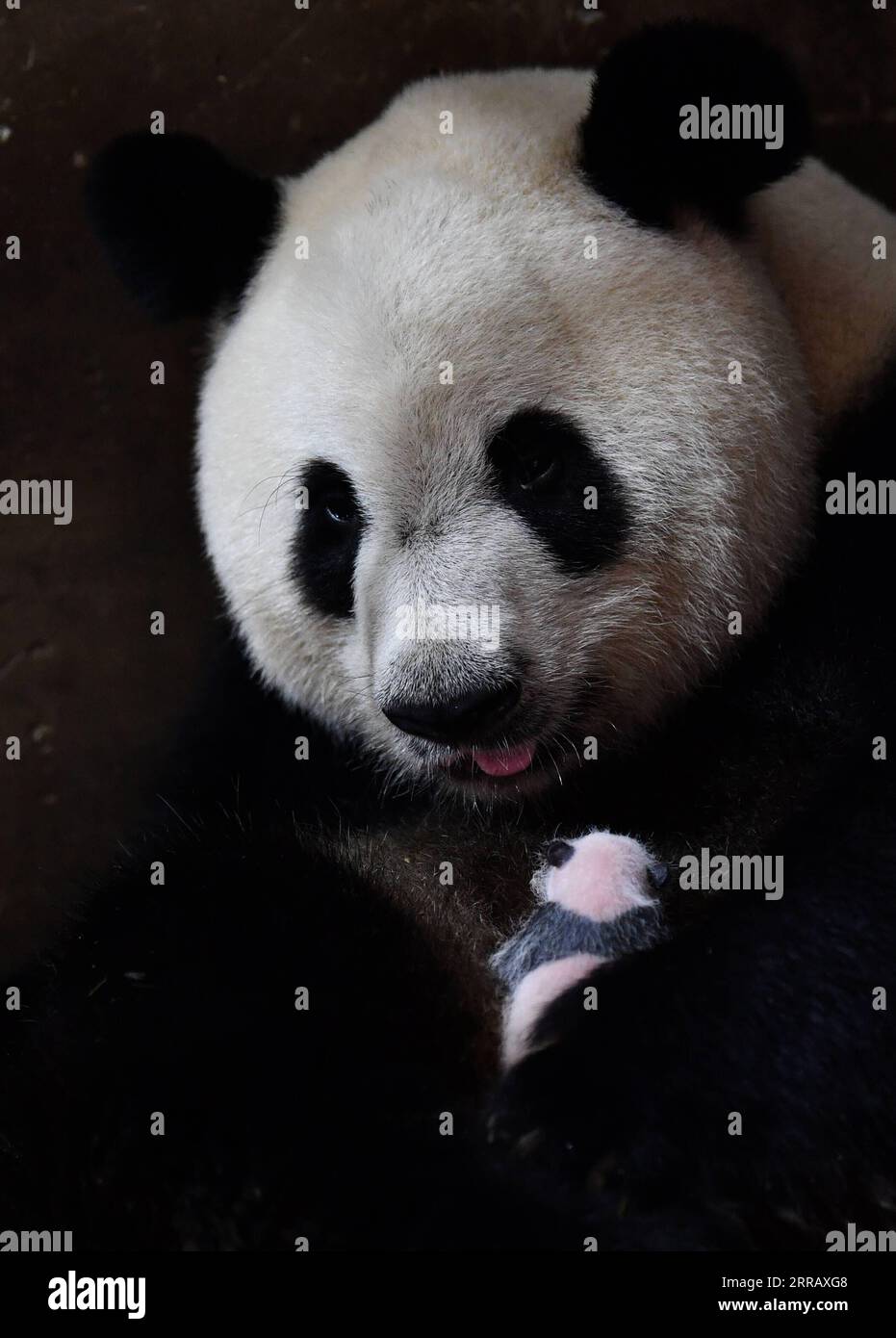 Qinling panda hi-res stock photography and images - Alamy