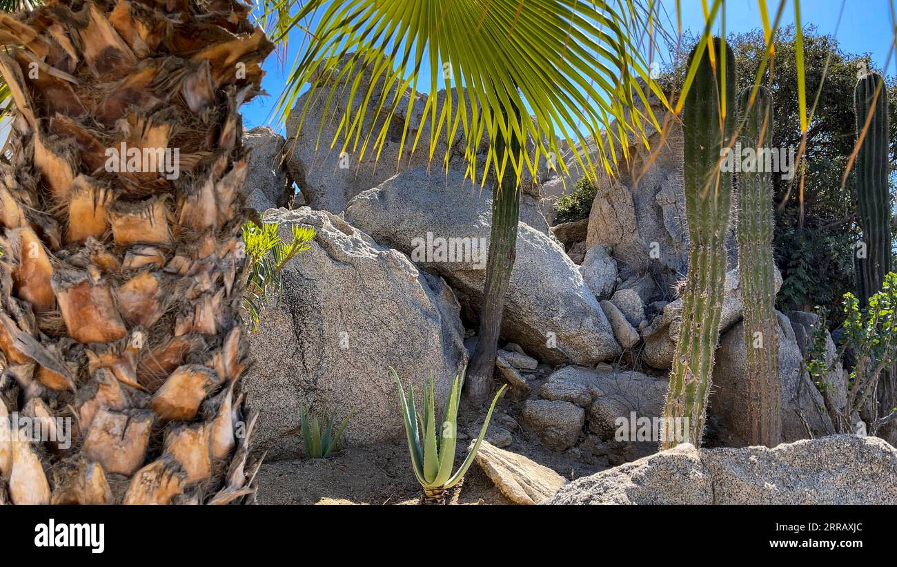 Beautiful landscape and desert scenery of rocks, palm trees and cactus ...