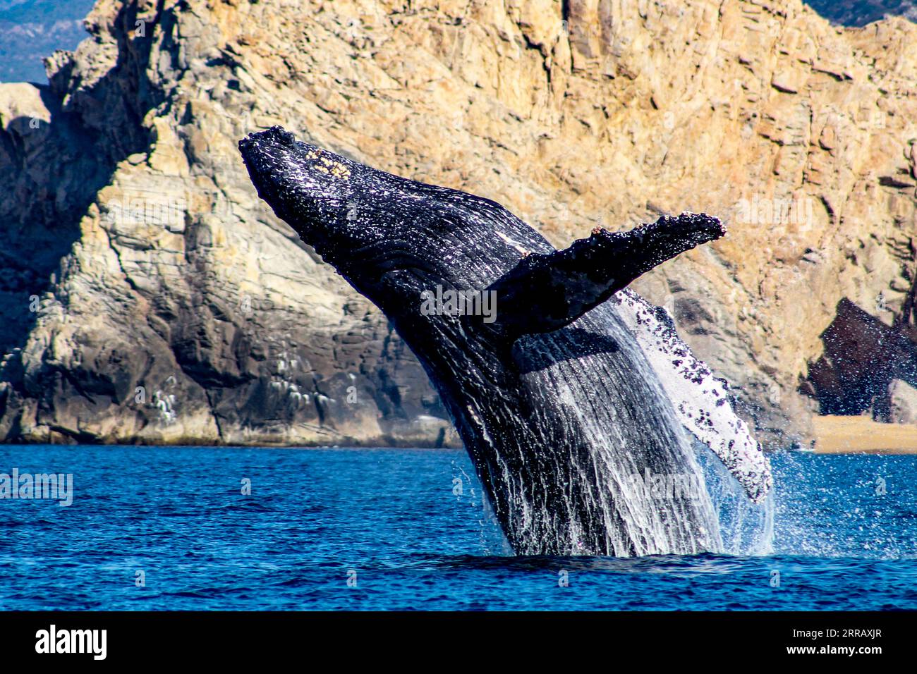 Cali baja hi-res stock photography and images - Alamy