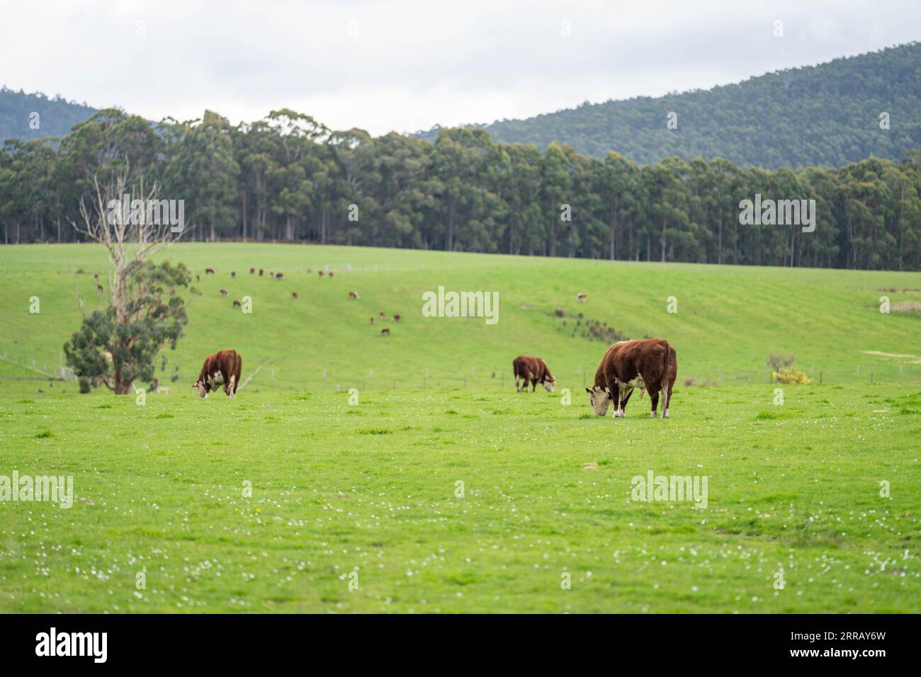 The bull's head hereford hi-res stock photography and images - Alamy