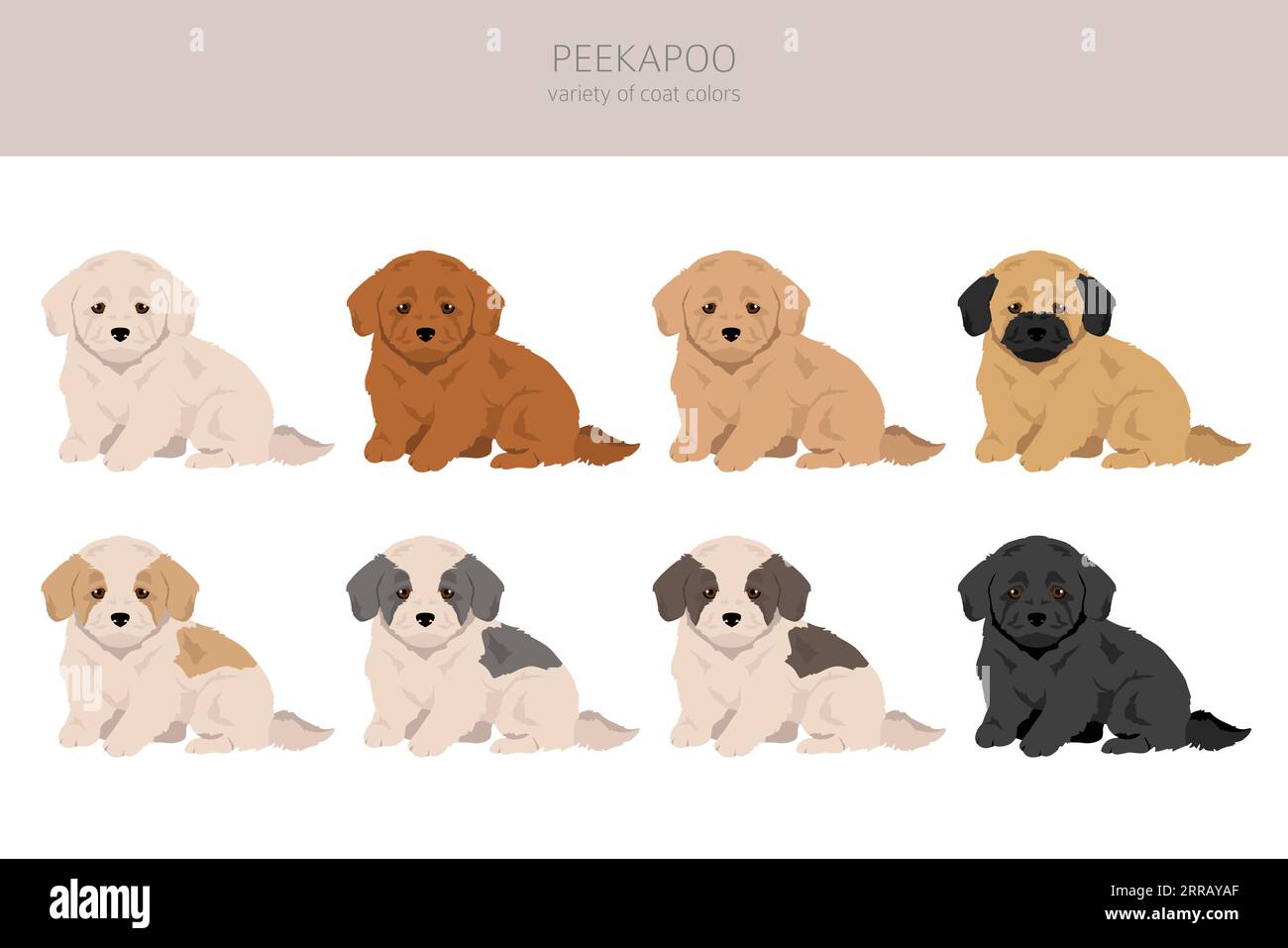 Peekapoo clipart. Pekingese Poodle mix. Different coat colors set ...