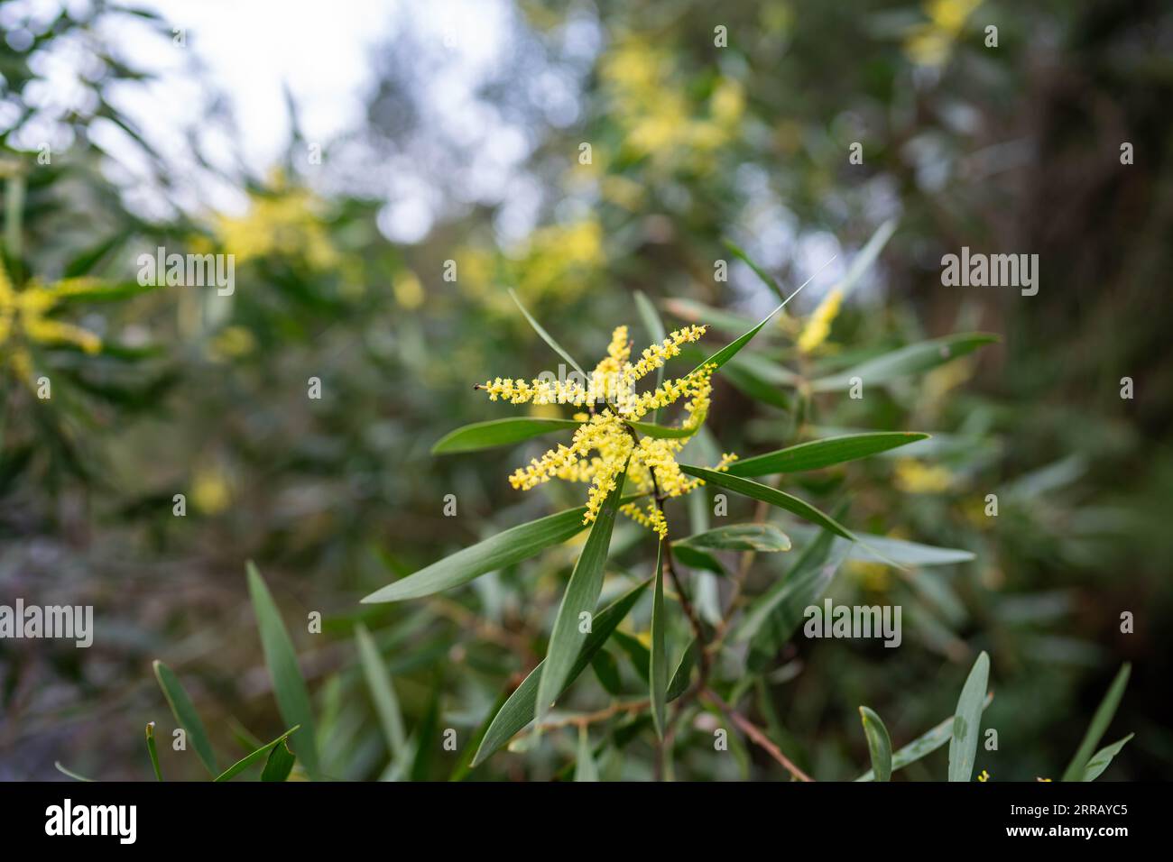 coastal native australian plants by the beach in spring Stock Photo - Alamy