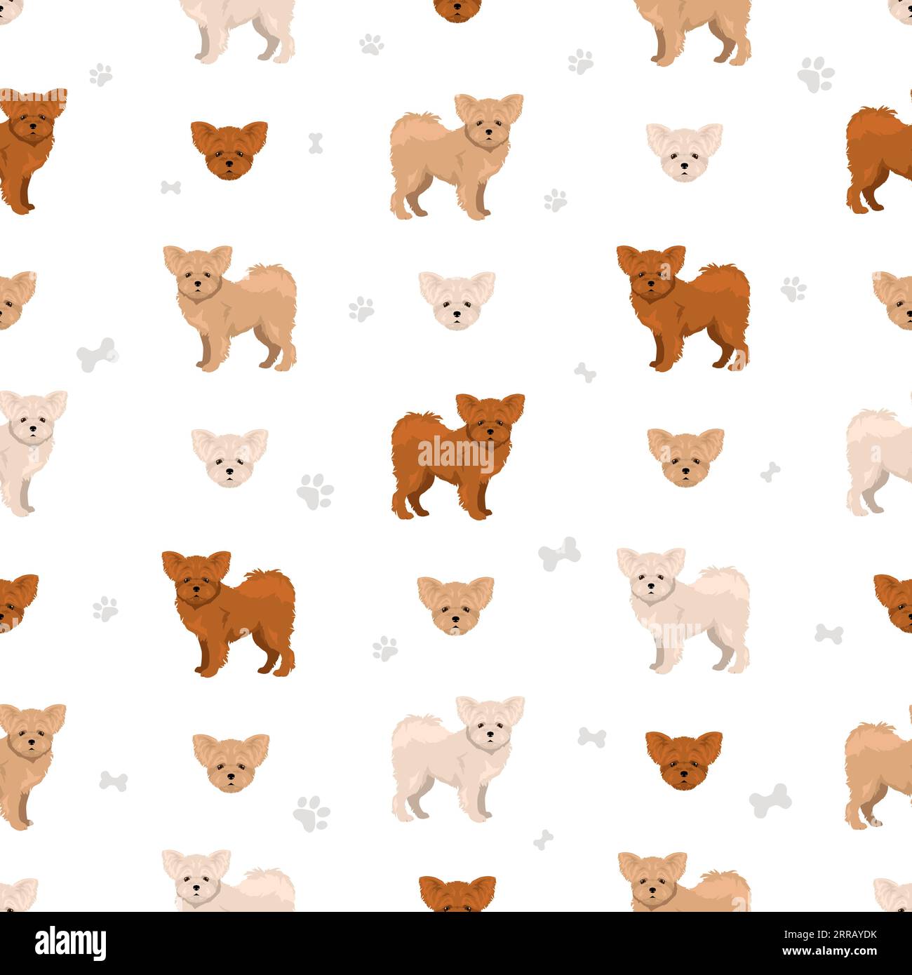 Pomapoo seamless pattern. Pomeranian Poodle mix. Different coat colors ...