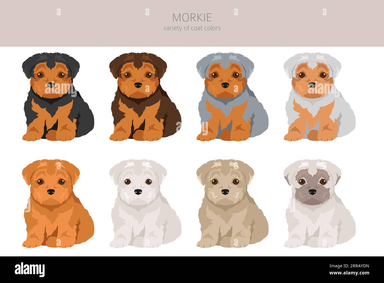 Chokie Breeds Of Dogs