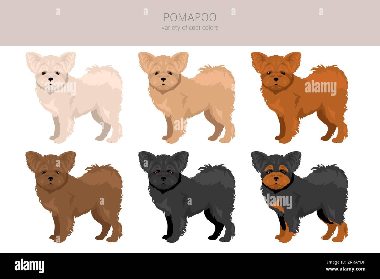 Pomapoo clipart. Pomeranian Poodle mix. Different coat colors set ...