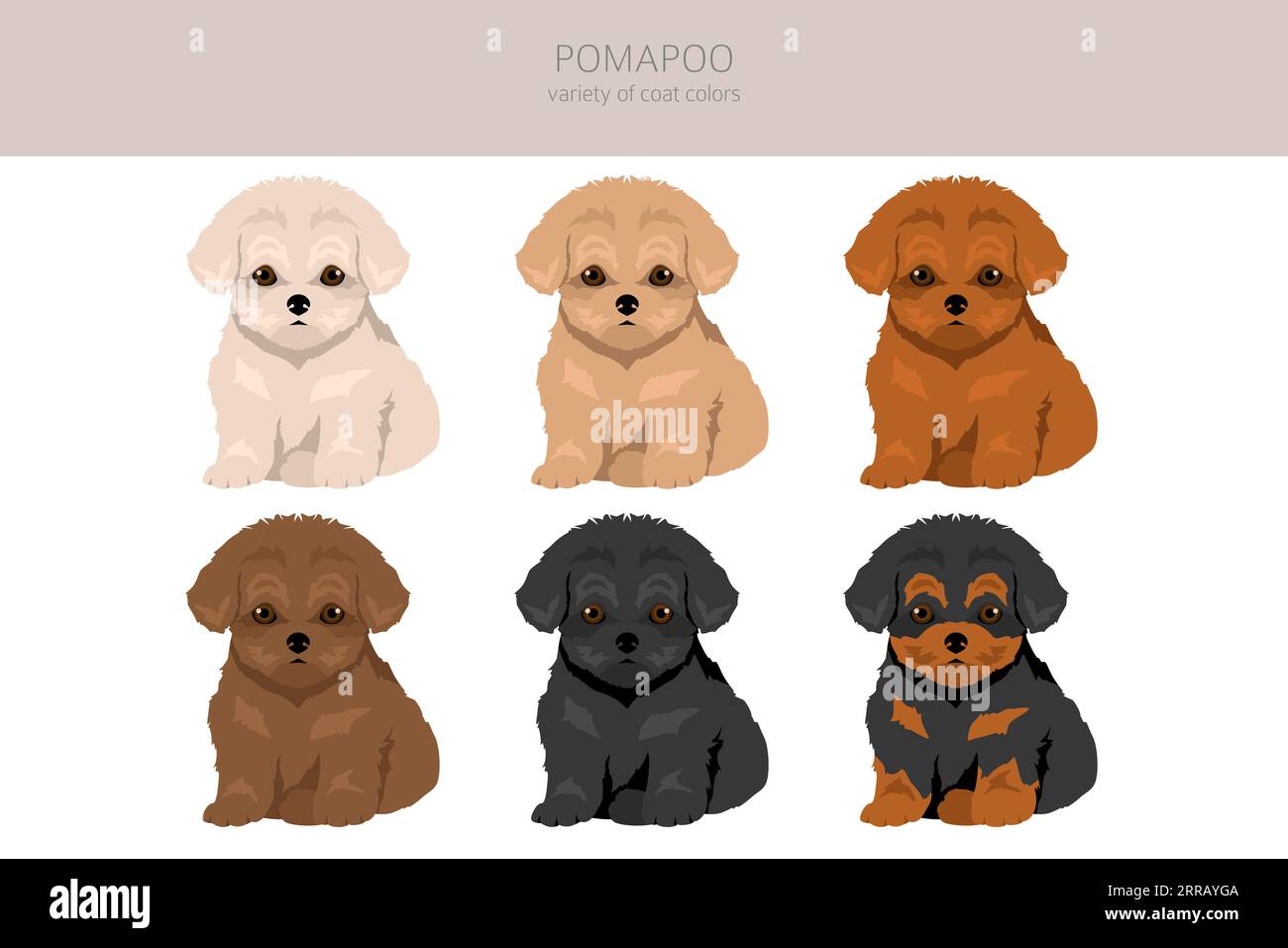 Pomeranian Poodle Mix