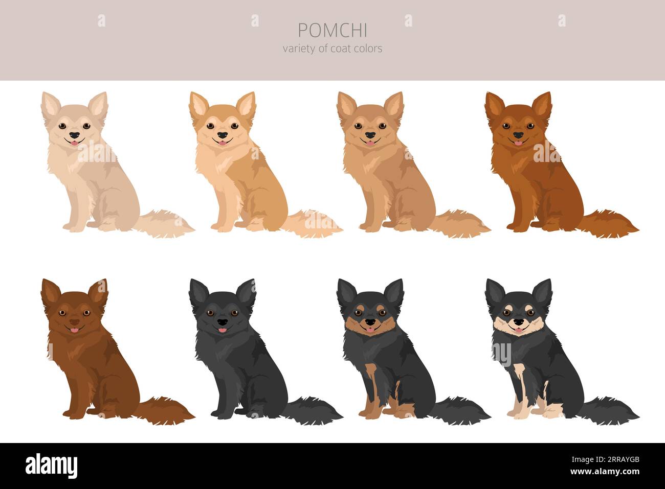Pomchi clipart. Pomeranian Chihuahua mix. Different coat colors set ...