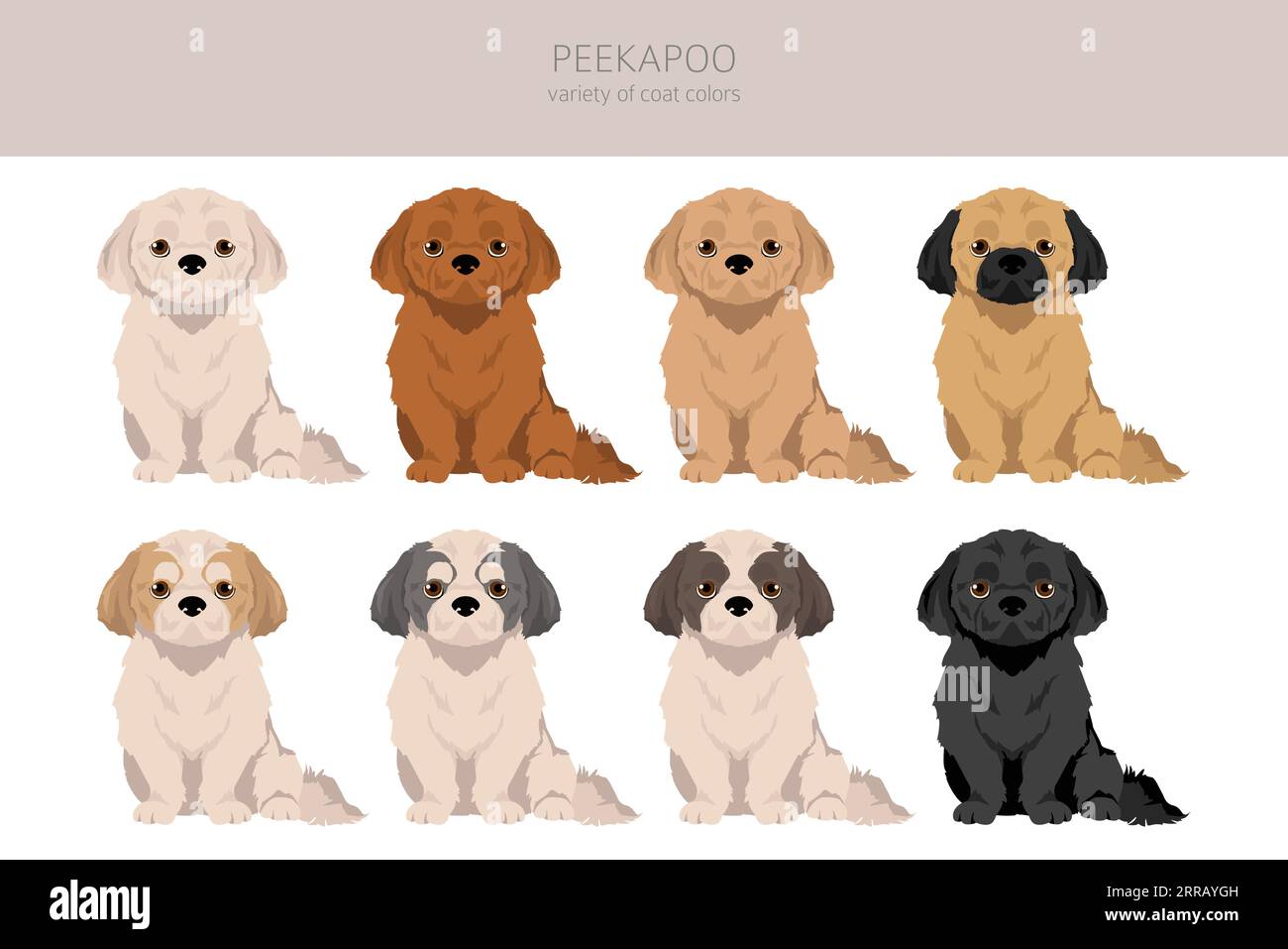 Peekapoo clipart. Pekingese Poodle mix. Different coat colors set ...