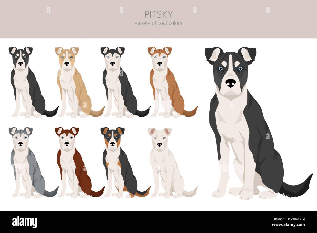 Pitsky clipart. Pit bull terrier Siberian Husky mix. Different coat ...