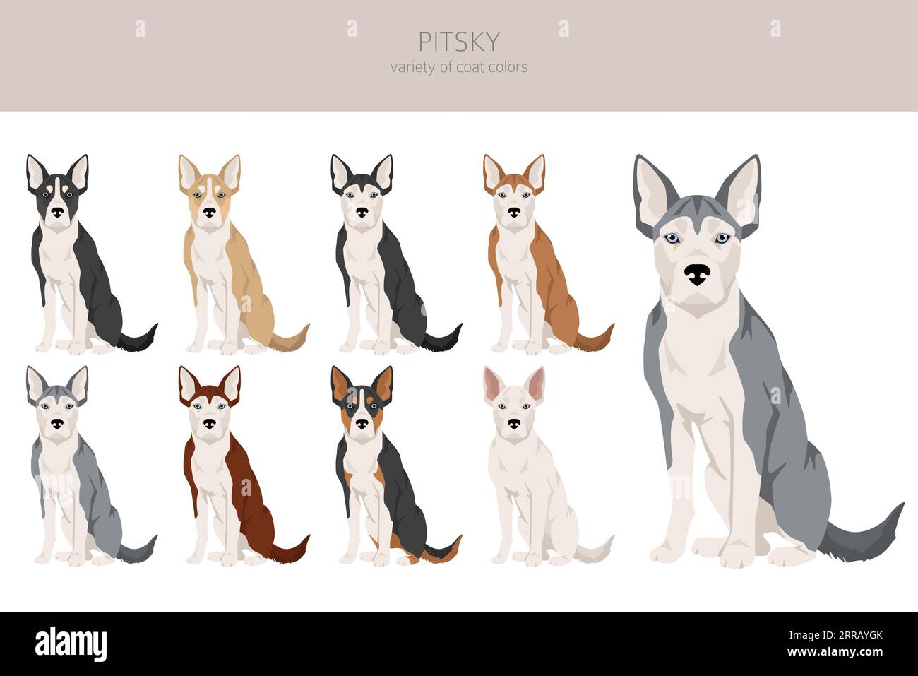 Pitsky clipart. Pit bull terrier Siberian Husky mix. Different coat ...