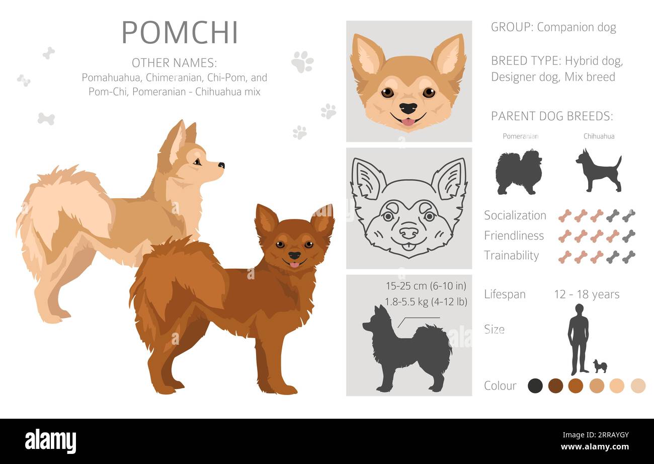 Pomchi clipart. Pomeranian Chihuahua mix. Different coat colors set ...