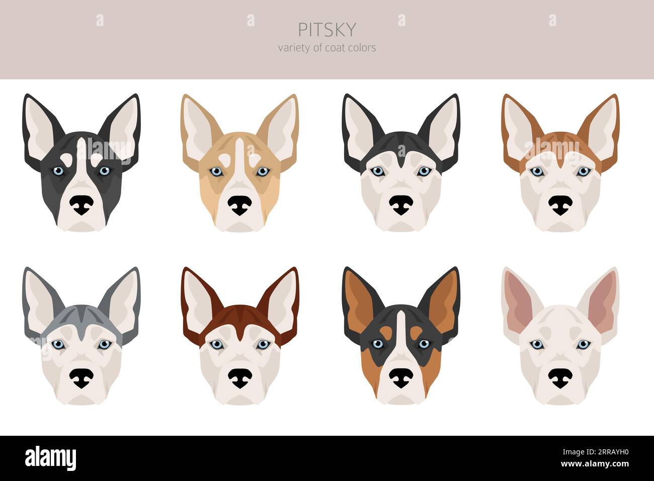 Pitsky clipart. Pit bull terrier Siberian Husky mix. Different coat ...