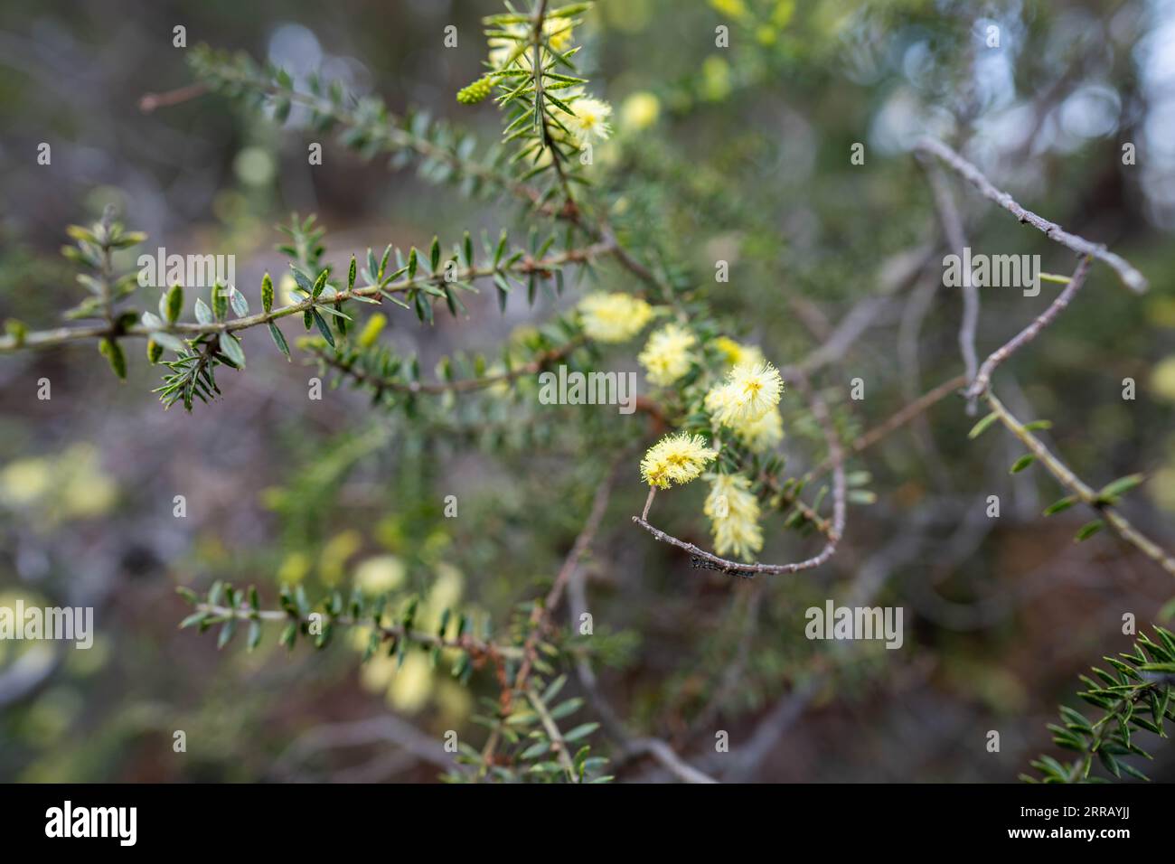 Native australian plants hi-res stock photography and images - Alamy