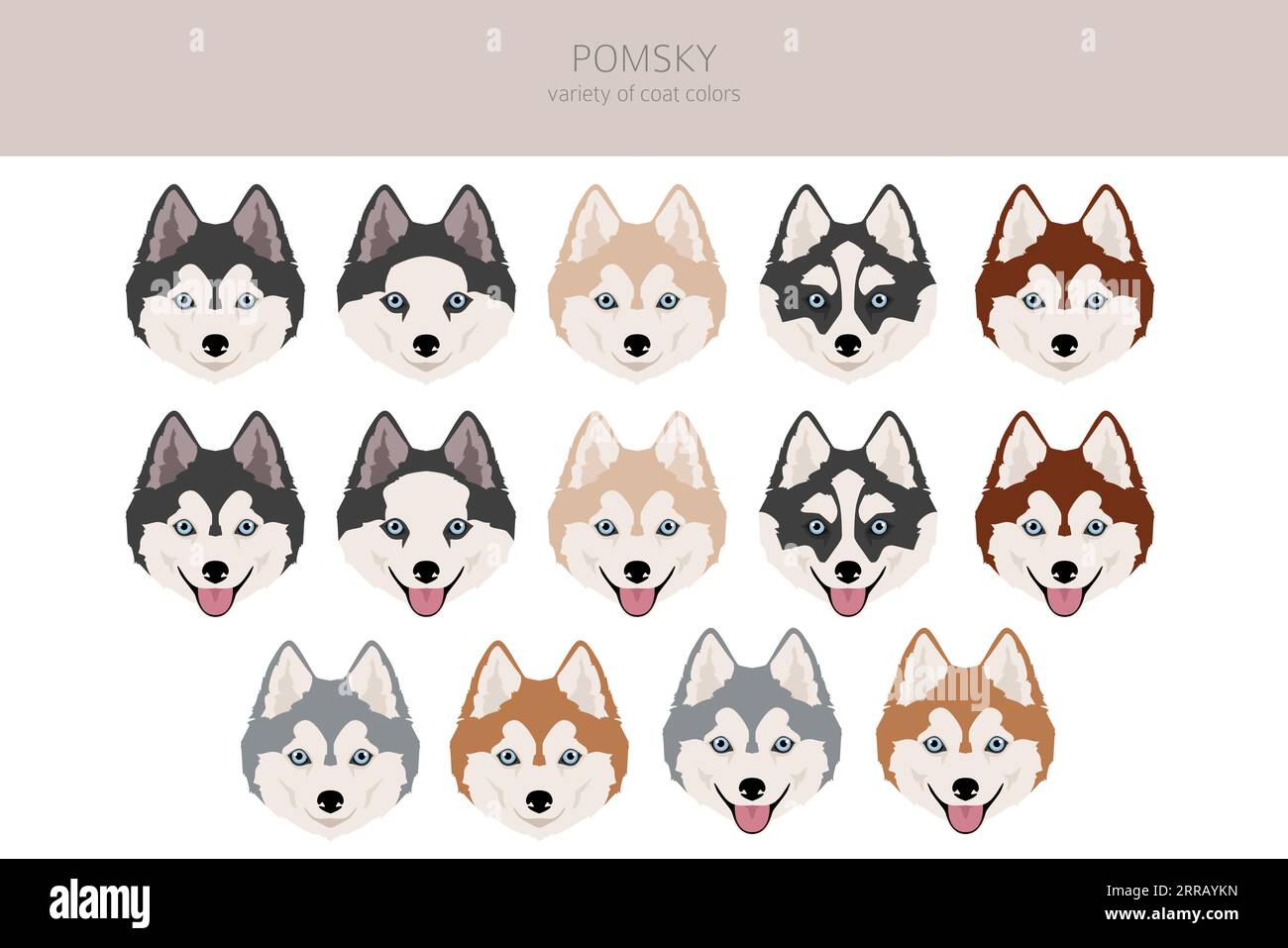 Pomeranian siberian husky hi-res stock photography and images - Alamy