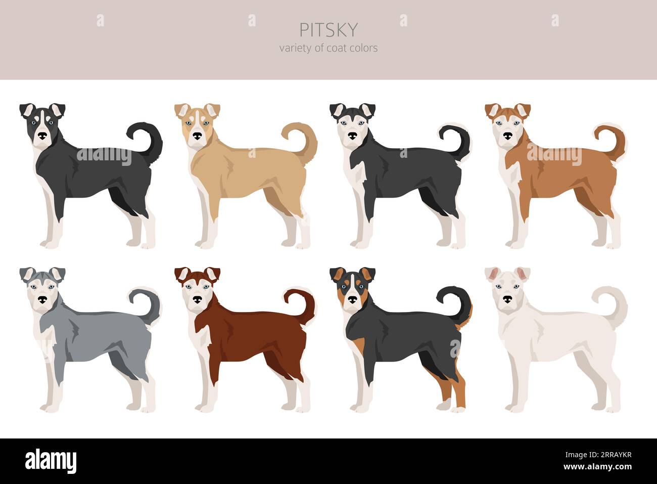 Pitsky clipart. Pit bull terrier Siberian Husky mix. Different coat ...