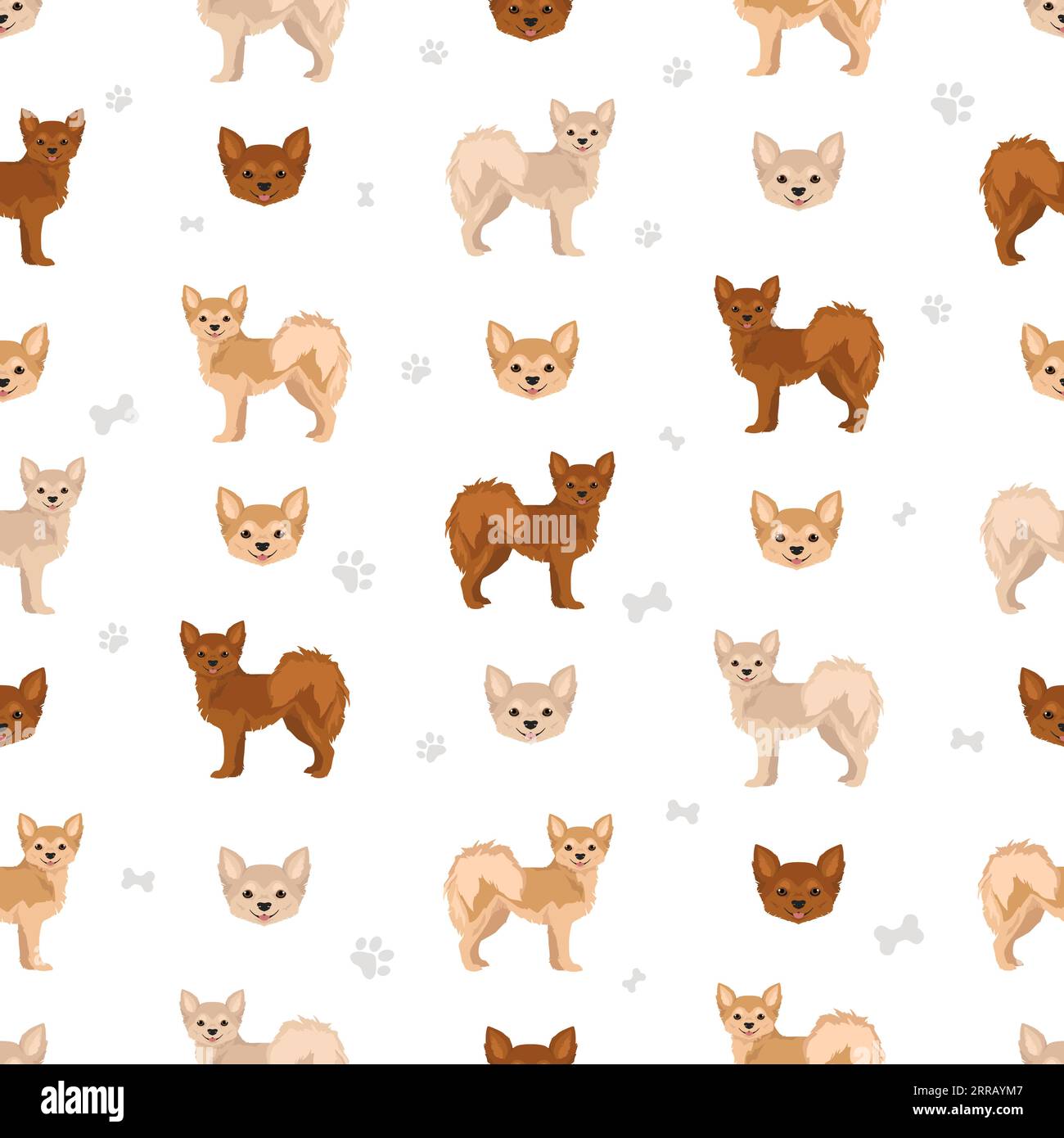 Pomchi seamless pattern. Pomeranian Chihuahua mix. Different coat ...