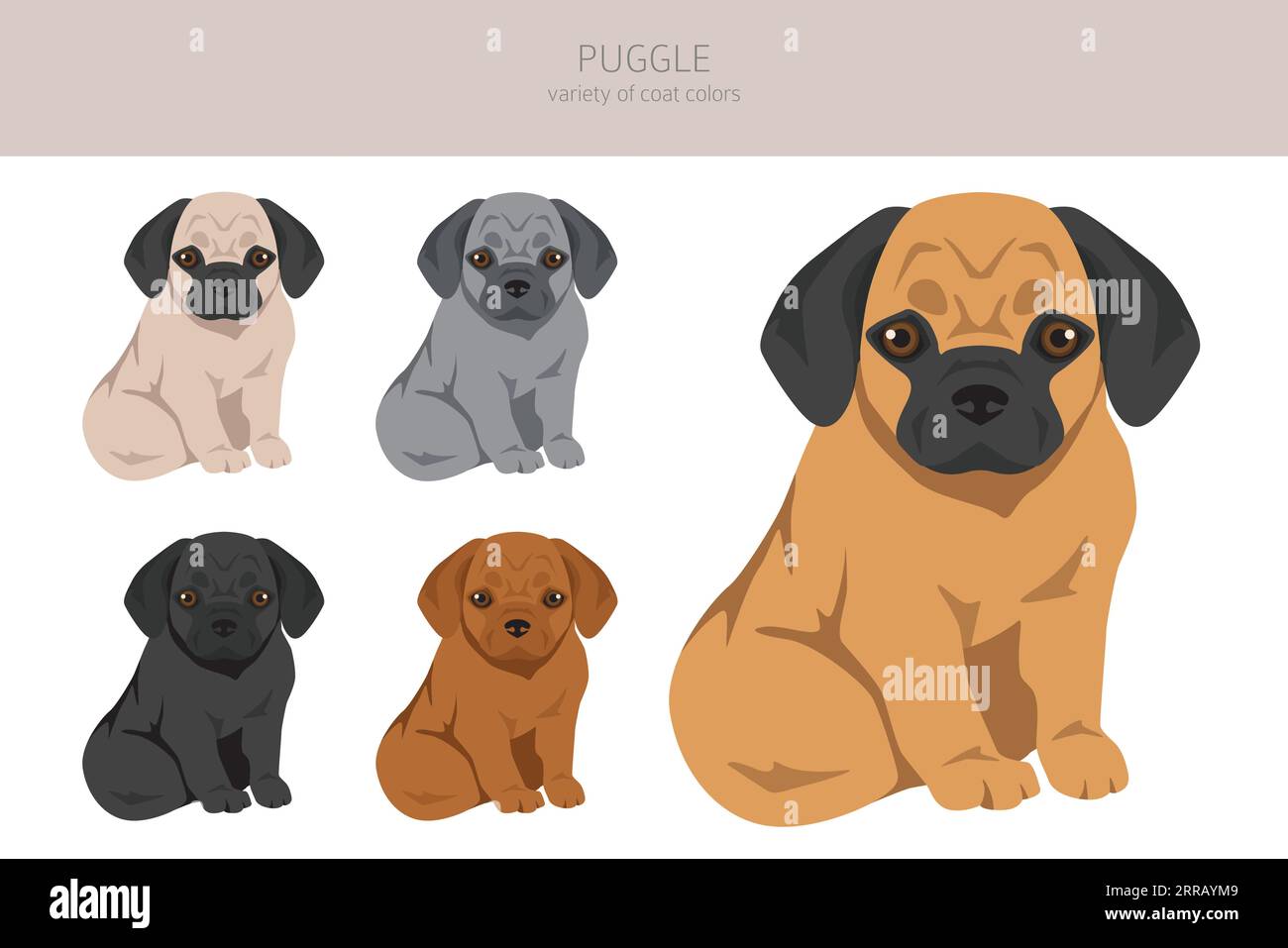 Puggle clipart. Pug beagle mix. Different coat colors set. Vector ...
