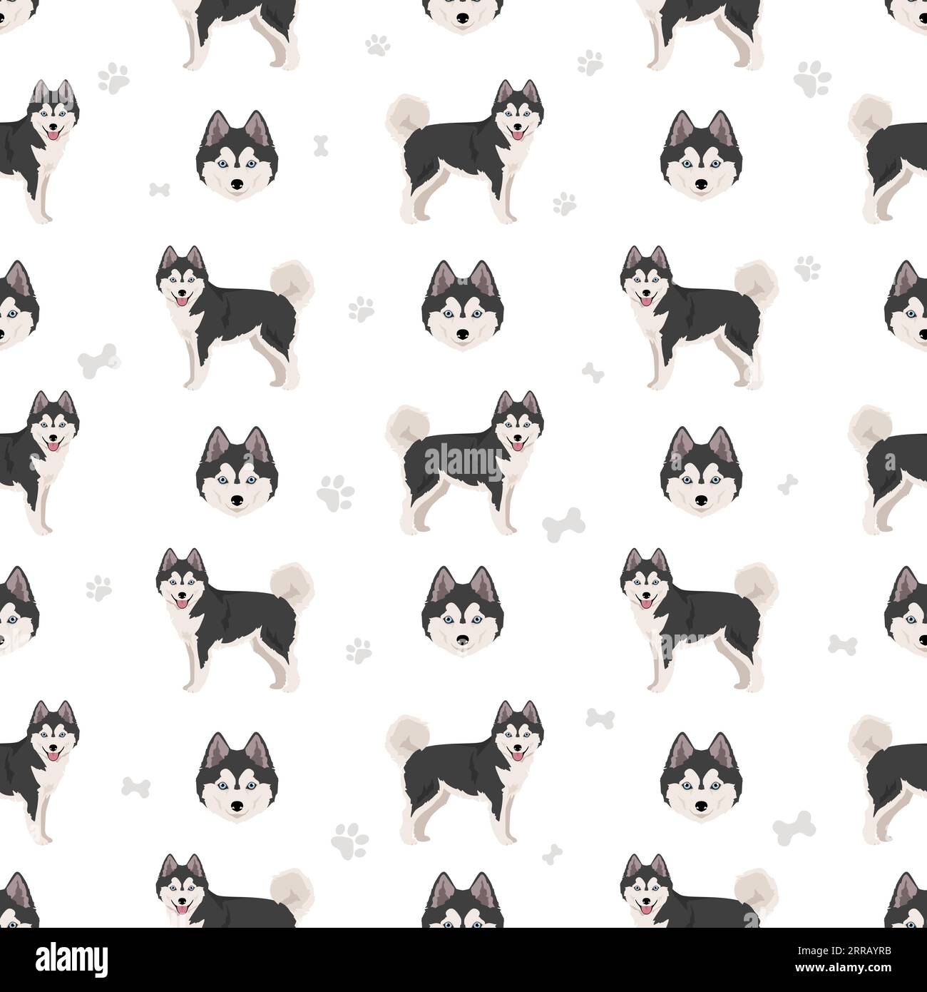 Pomsky seamless pattern. Pomeranian Husky mix. Different coat colors ...