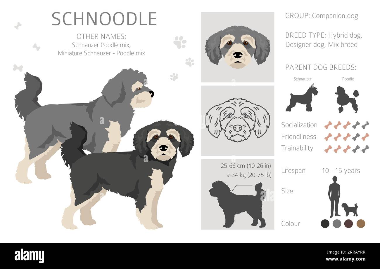 Schnoodle standing Stock Vector Images - Alamy