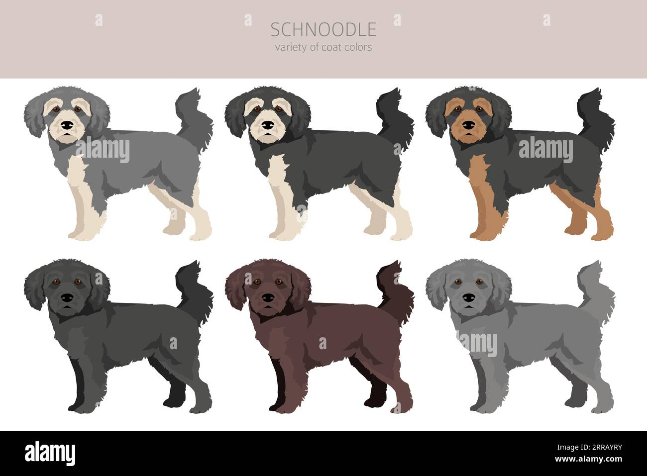 Schnoodle clipart. Schnauzer Poodle mix. Different coat colors set ...