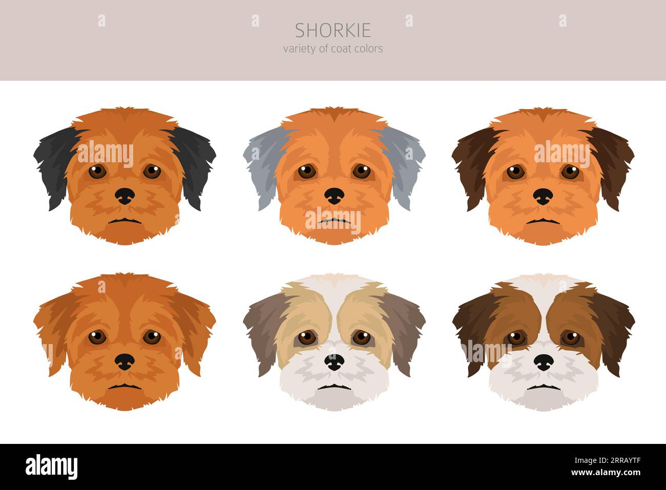 Shih tzu dog show Stock Vector Images - Alamy