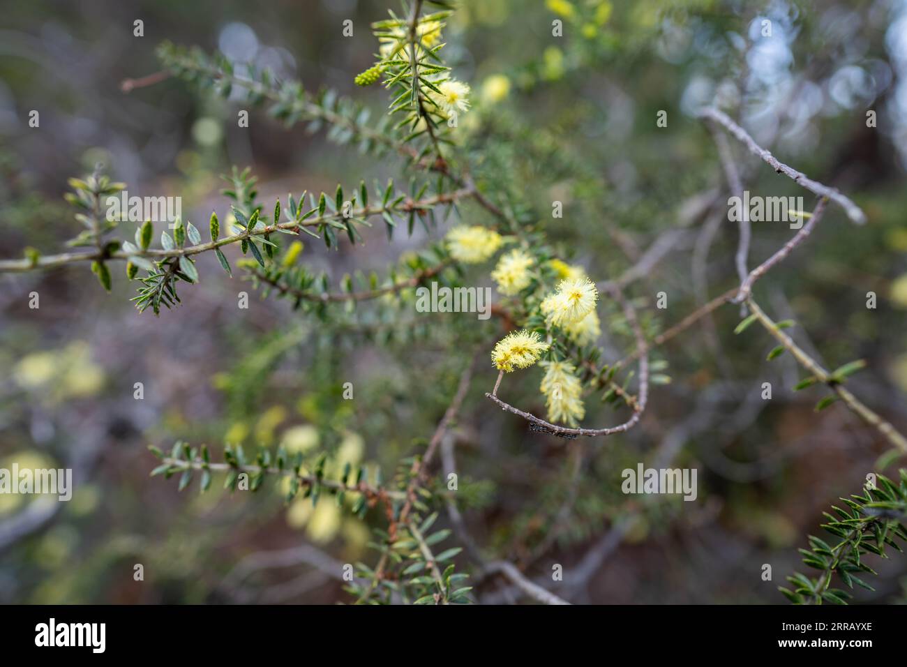 coastal native australian plants by the beach in spring Stock Photo - Alamy