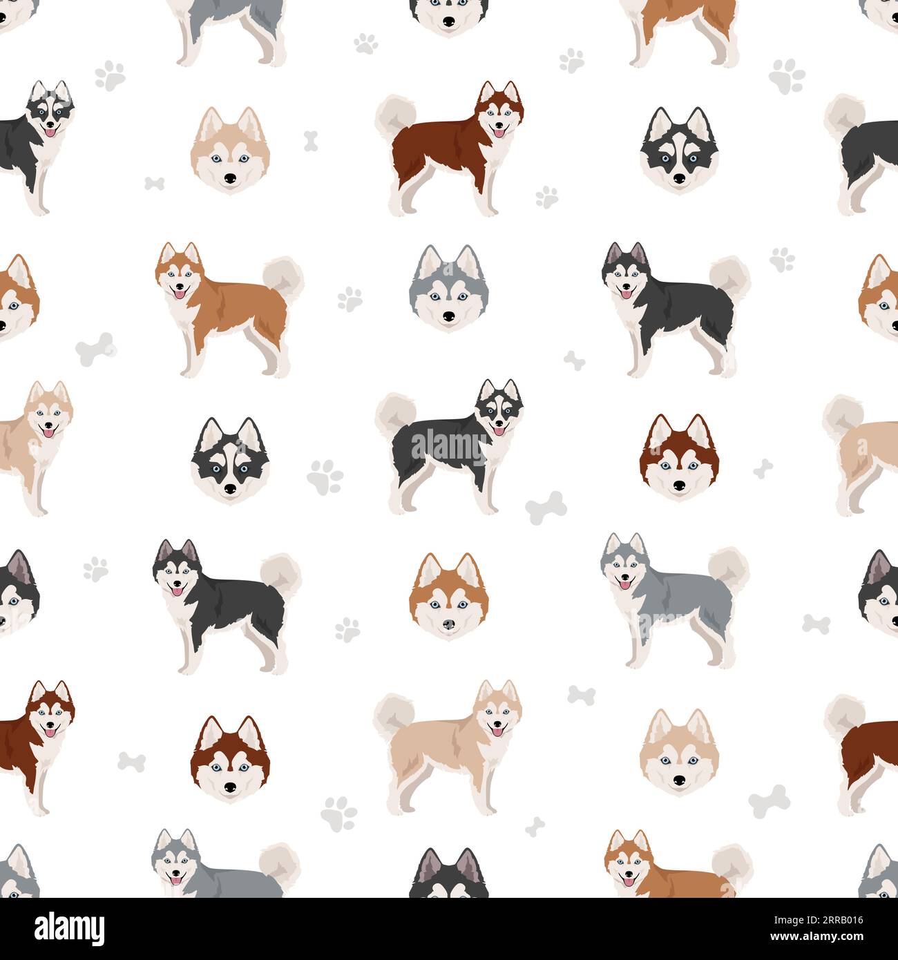 Pomsky seamless pattern. Pomeranian Husky mix. Different coat colors ...
