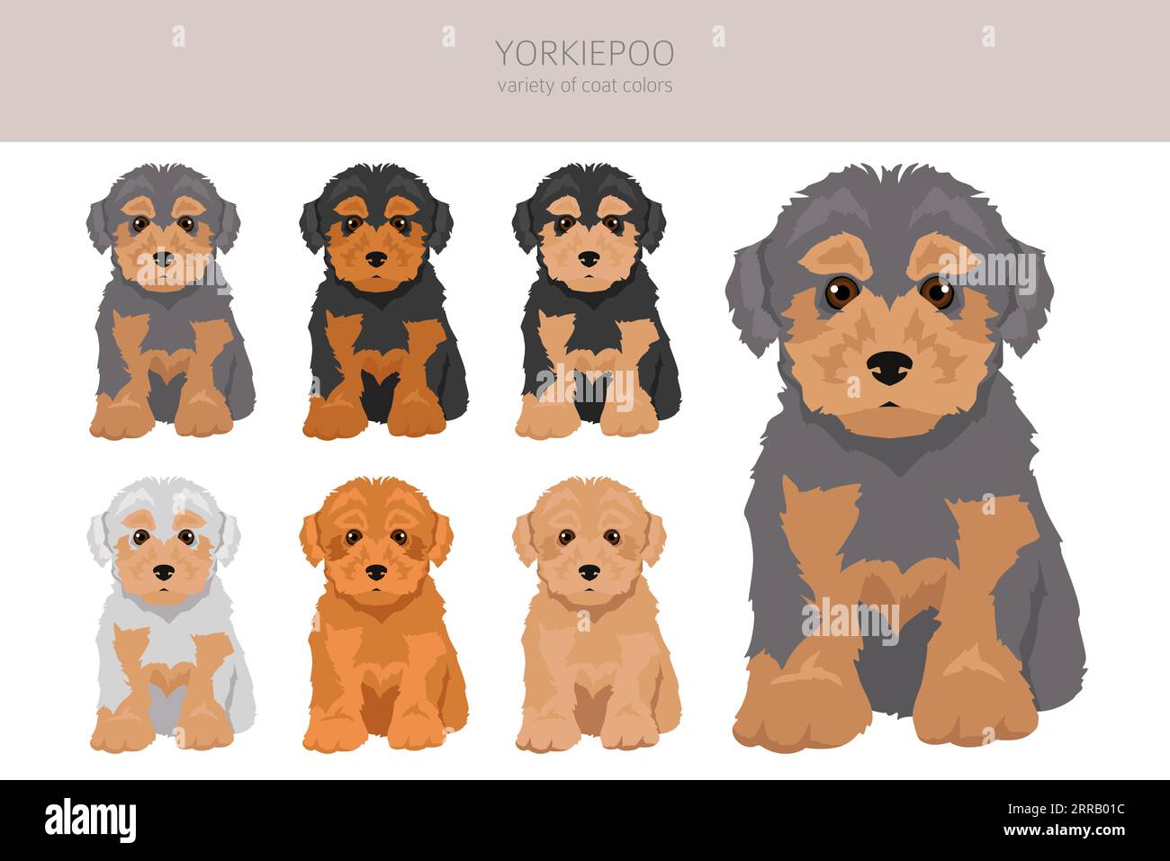 Yorkiepoo clipart. Yorkshire terrier Poodle mix. Different coat colors ...