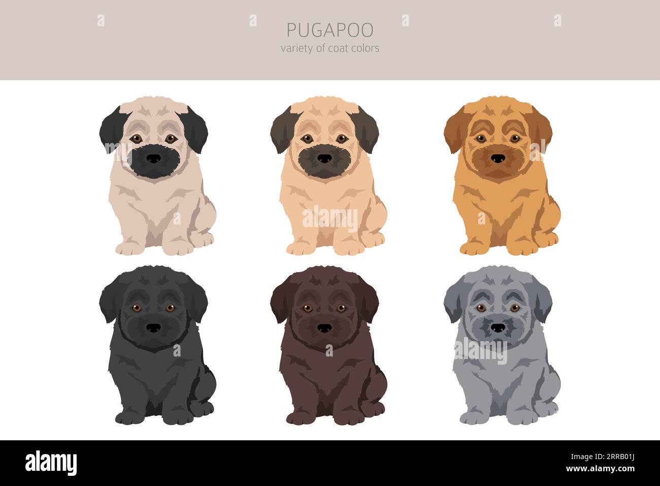 Pugapoo clipart. Pug Poodle mix. Different coat colors set. Vector ...